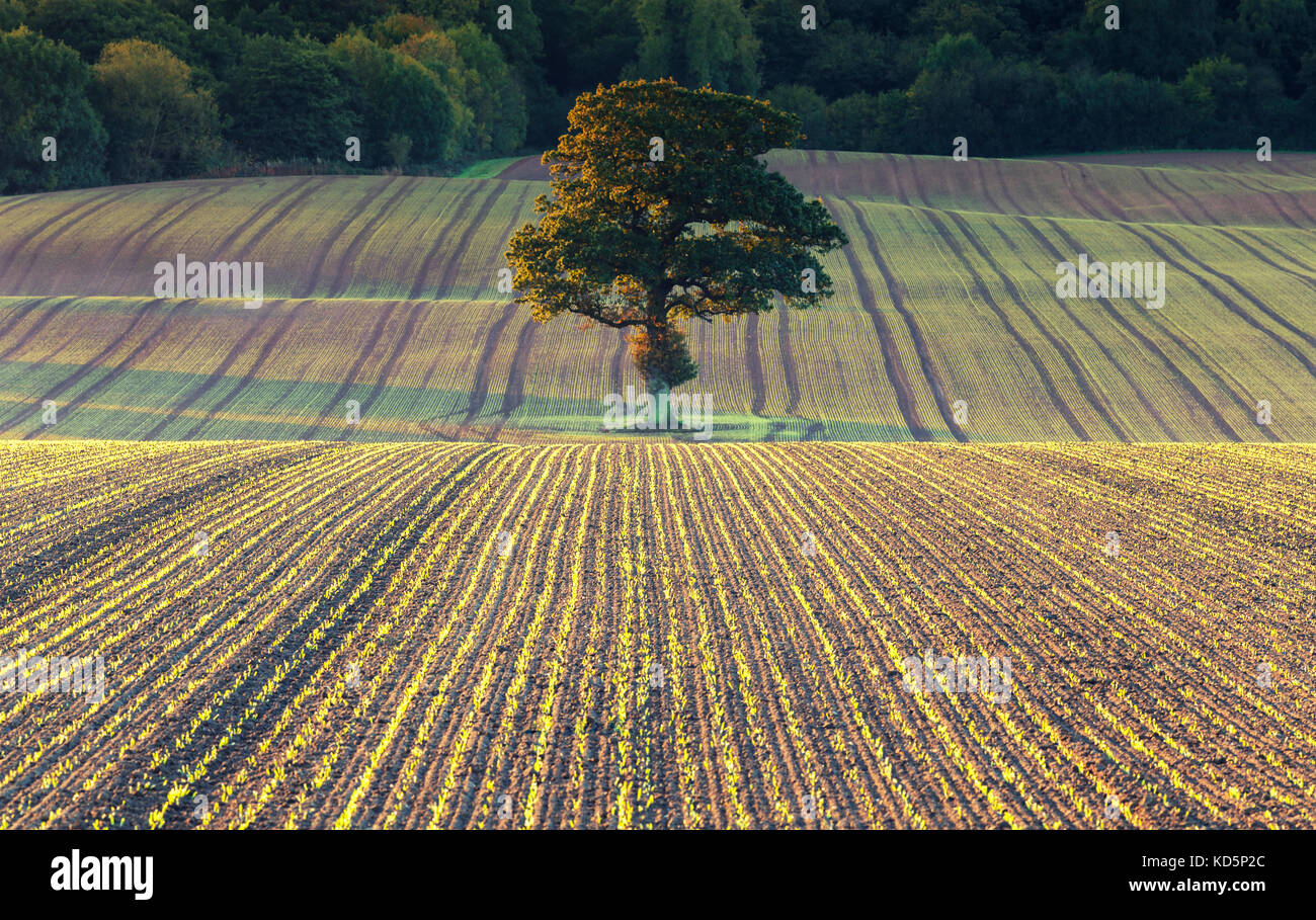 Farming Fields at Early Autumn Stock Photo - Alamy