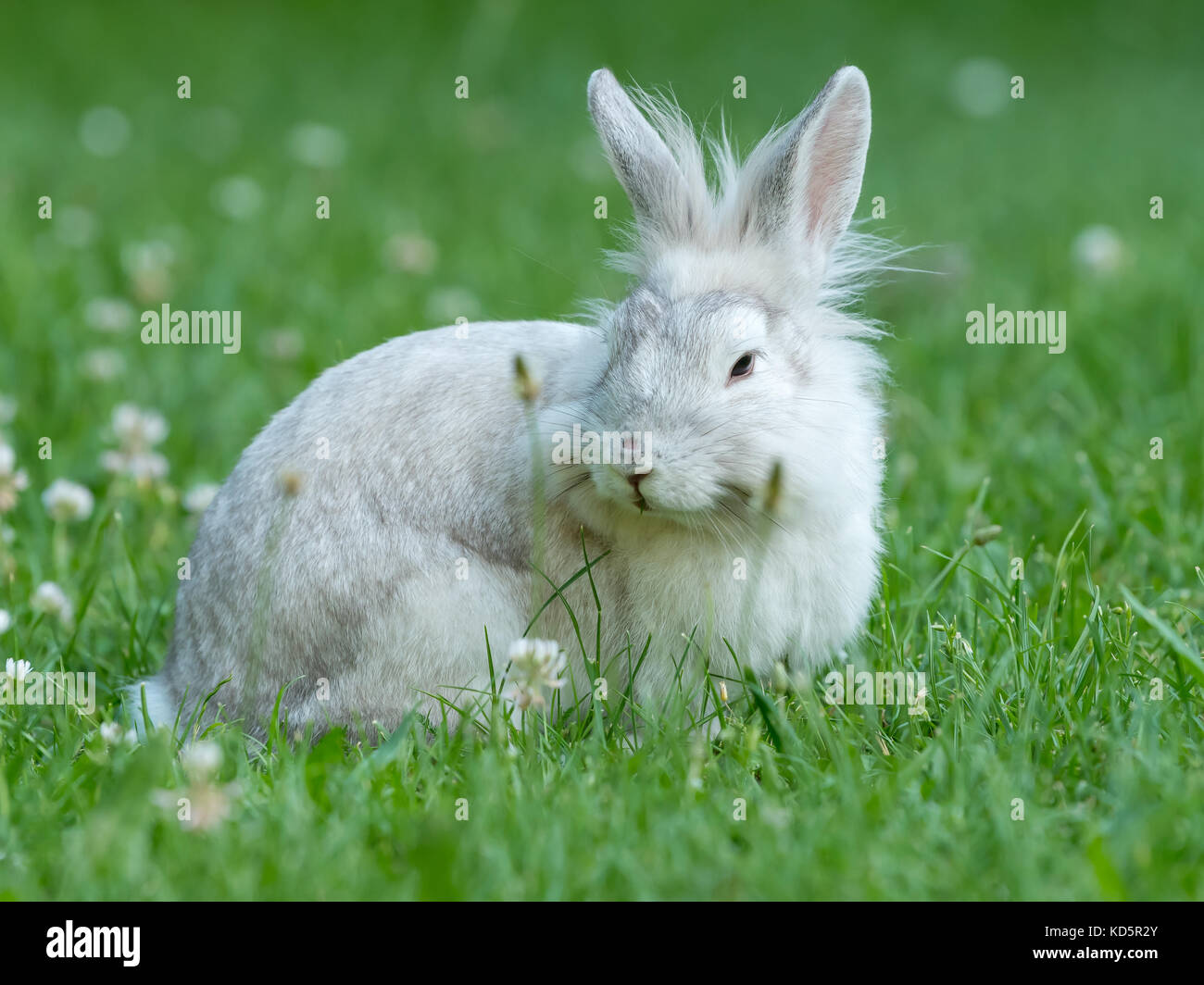 A young white rabbit is sittingin the green grass Stock Photo - Alamy