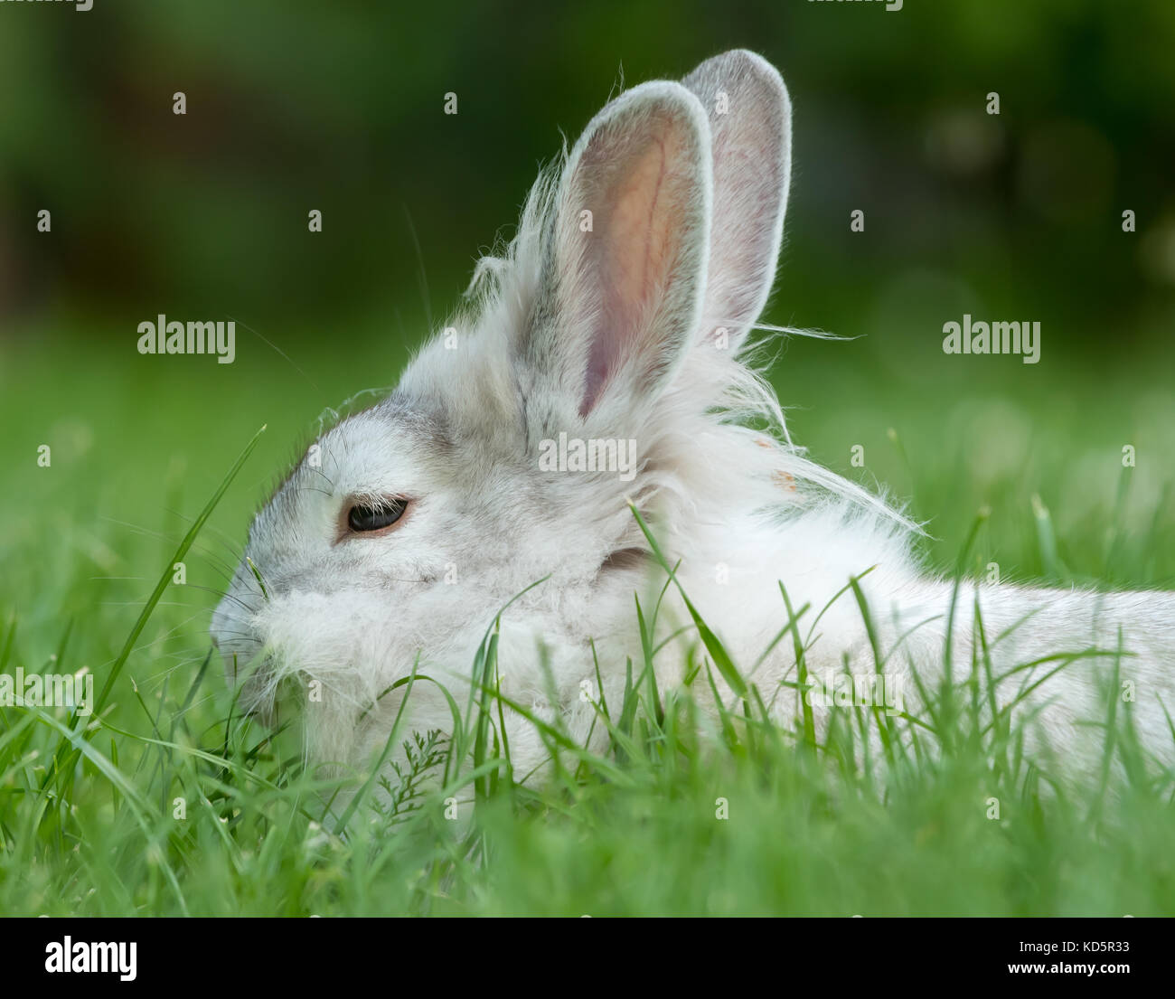 A young white rabbit is sittingin the green grass Stock Photo - Alamy