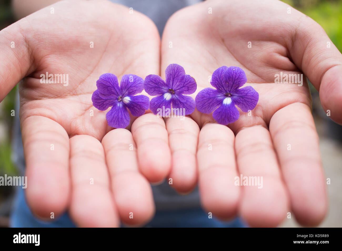 purple flowers on hand of the girl Stock Photo - Alamy