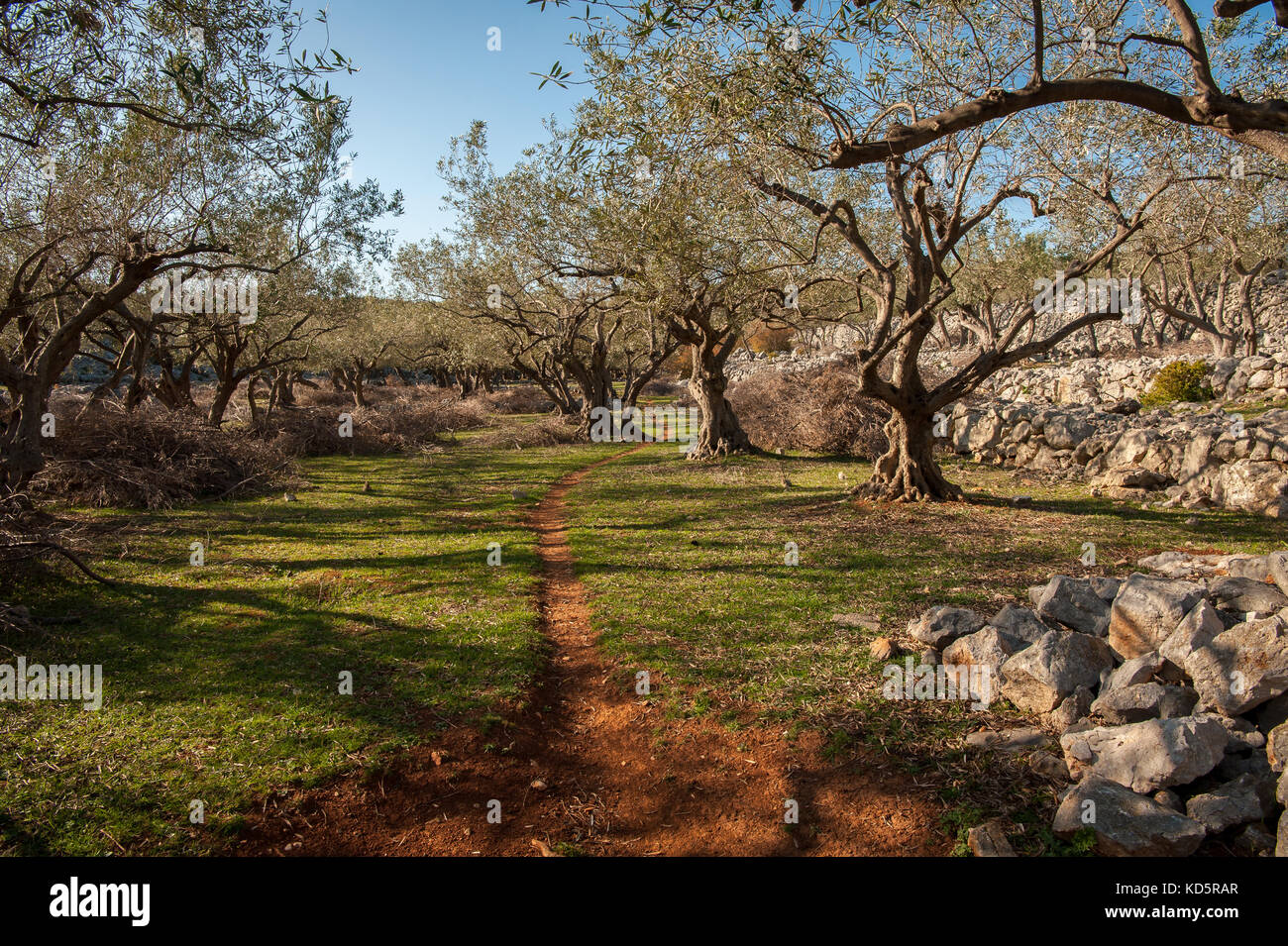 Olive grove and stone walls hi-res stock photography and images - Alamy