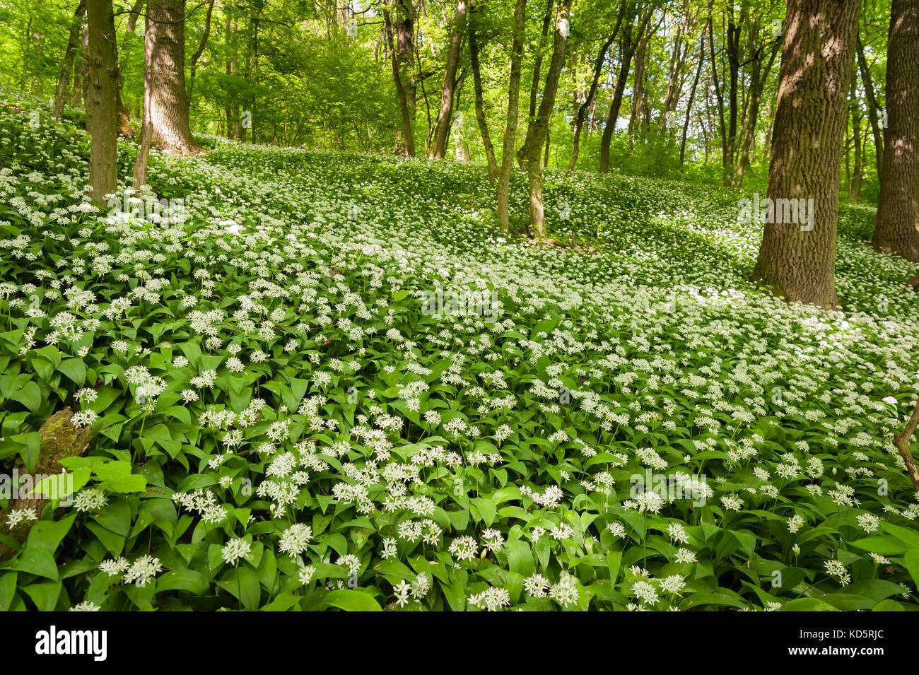 Beautiful forest pathway wild garlic hi-res stock photography and ...