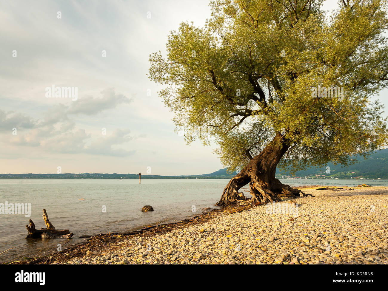 Bodensee shore hi-res stock photography and images - Alamy