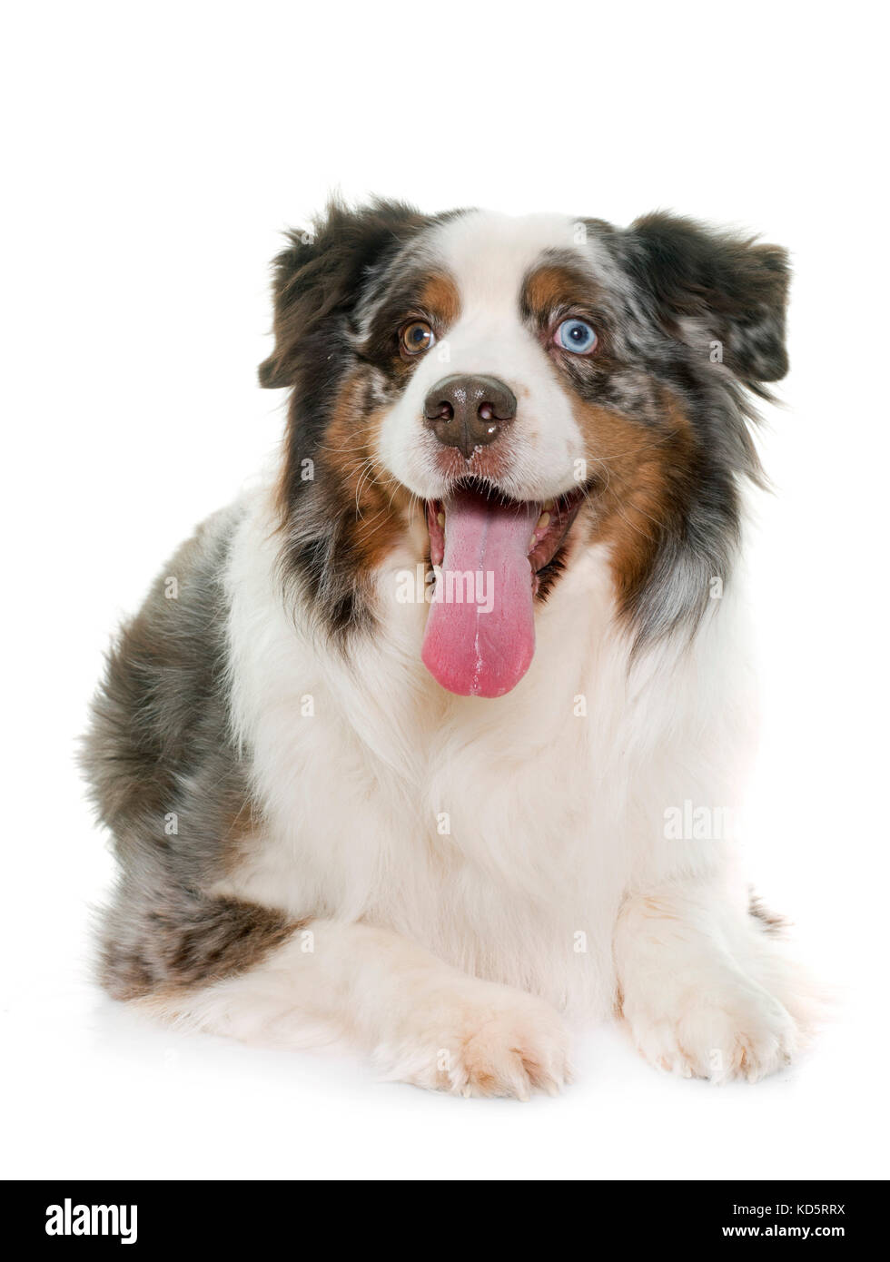 brown australian shepherd in front of white background Stock Photo - Alamy