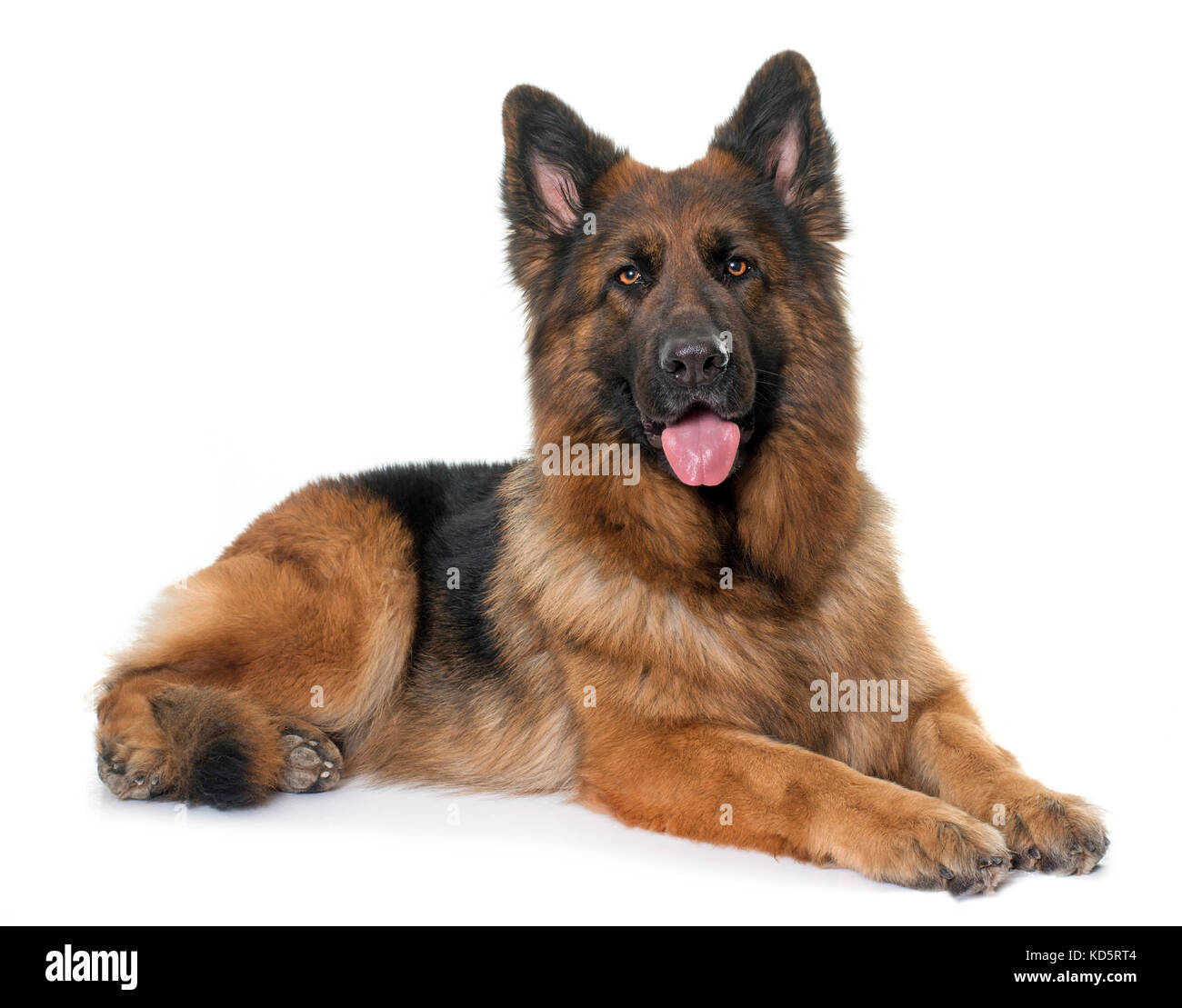adult german shepherd in front of white background Stock Photo - Alamy