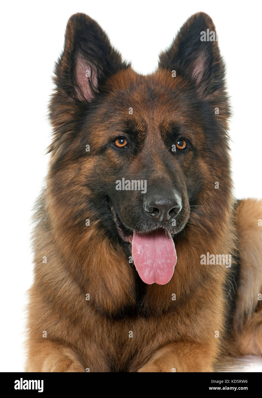 adult german shepherd in front of white background Stock Photo - Alamy