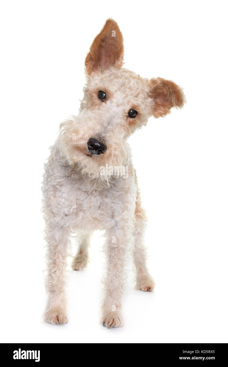 female fox terrier in front of white background Stock Photo - Alamy