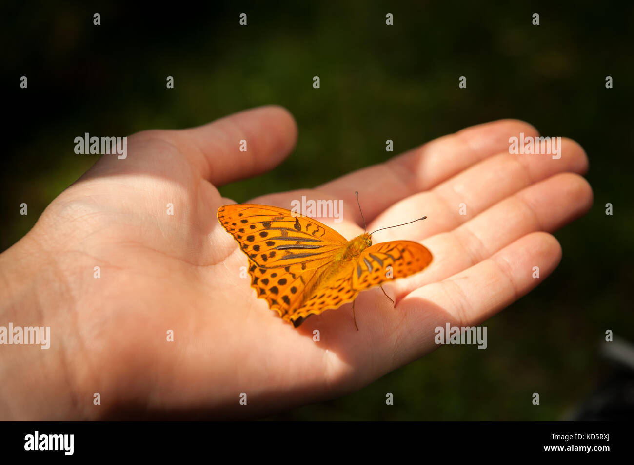 Touching a butterfly hi-res stock photography and images - Alamy