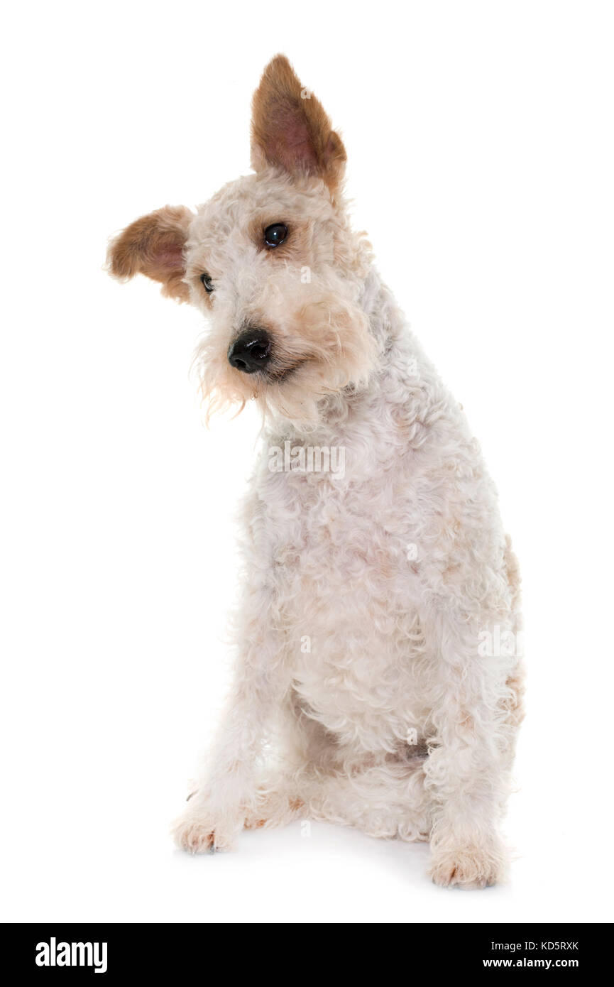 female fox terrier in front of white background Stock Photo - Alamy
