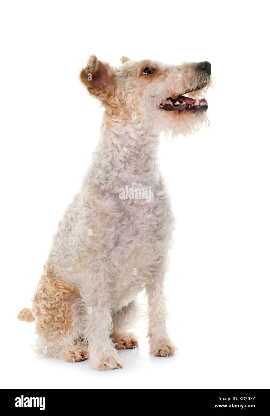 female fox terrier in front of white background Stock Photo - Alamy