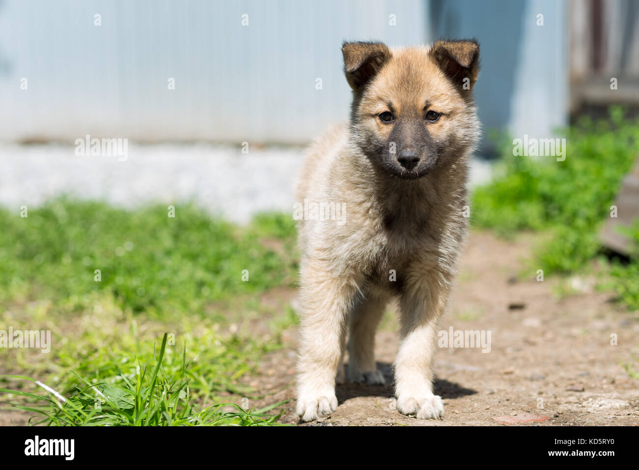 What Is A Non Pedigree Dog
