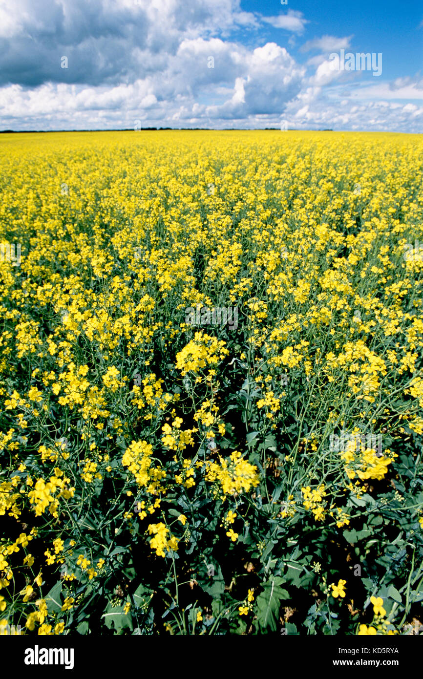 CLOSE UP OF CANOLA FLOWERING IN FIELD Stock Photo - Alamy