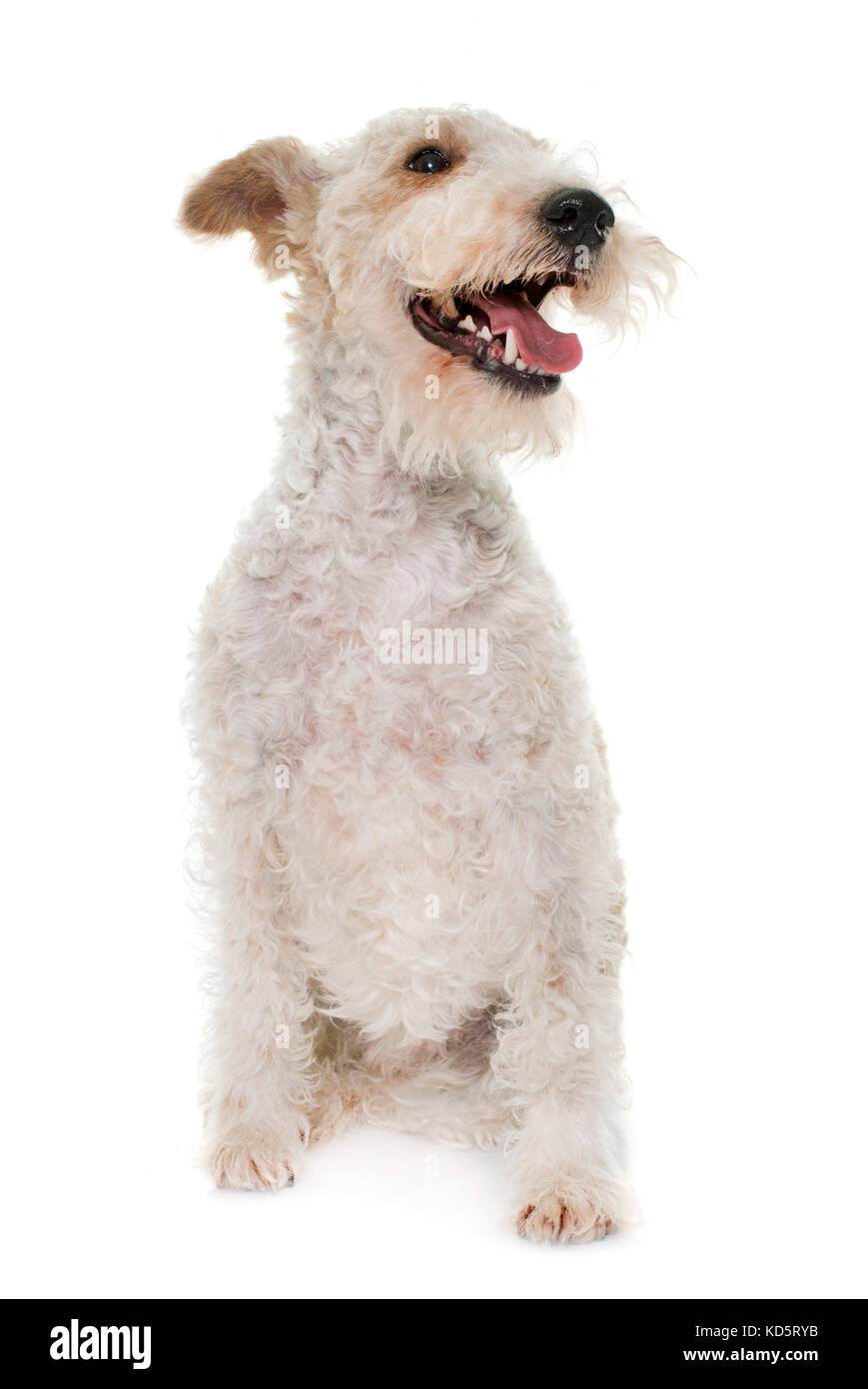 female fox terrier in front of white background Stock Photo - Alamy
