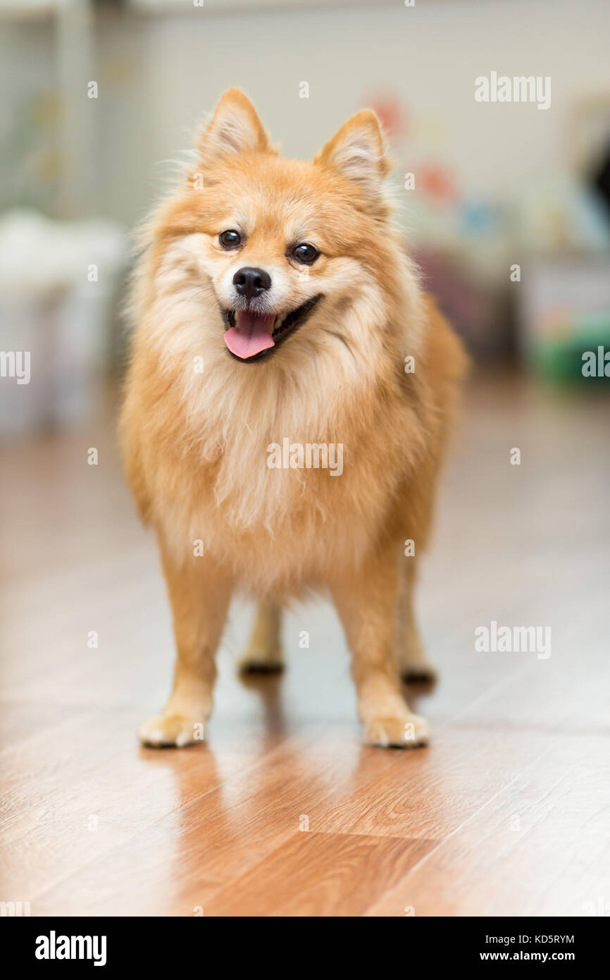 Miniature German Spitz Stock Photos & Miniature German Spitz Stock ...