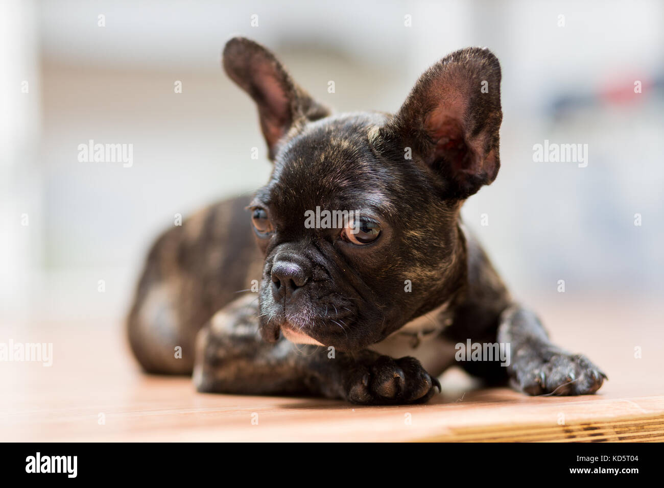 puppy of a French bulldog at the age of 4 months lies on the floor ...