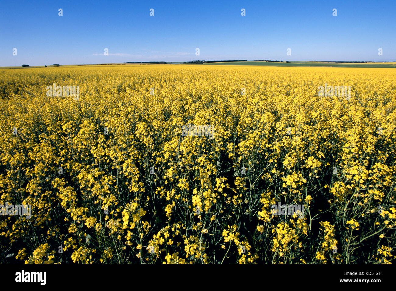 CLOSE UP OF CANOLA FLOWERING IN FIELD Stock Photo - Alamy