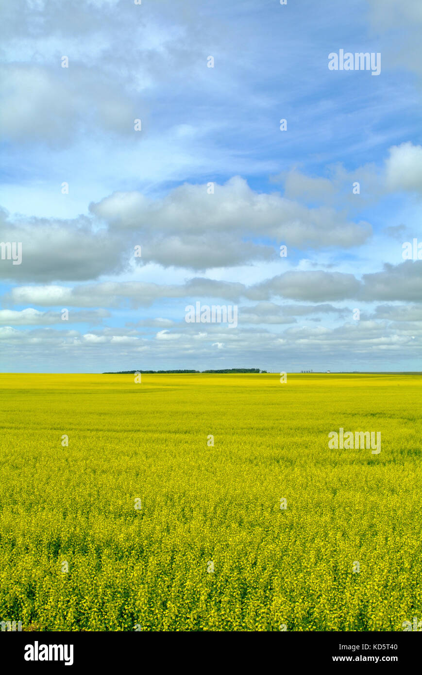 FIELD OF YELLOW FLOWERING CANOLA Stock Photo - Alamy