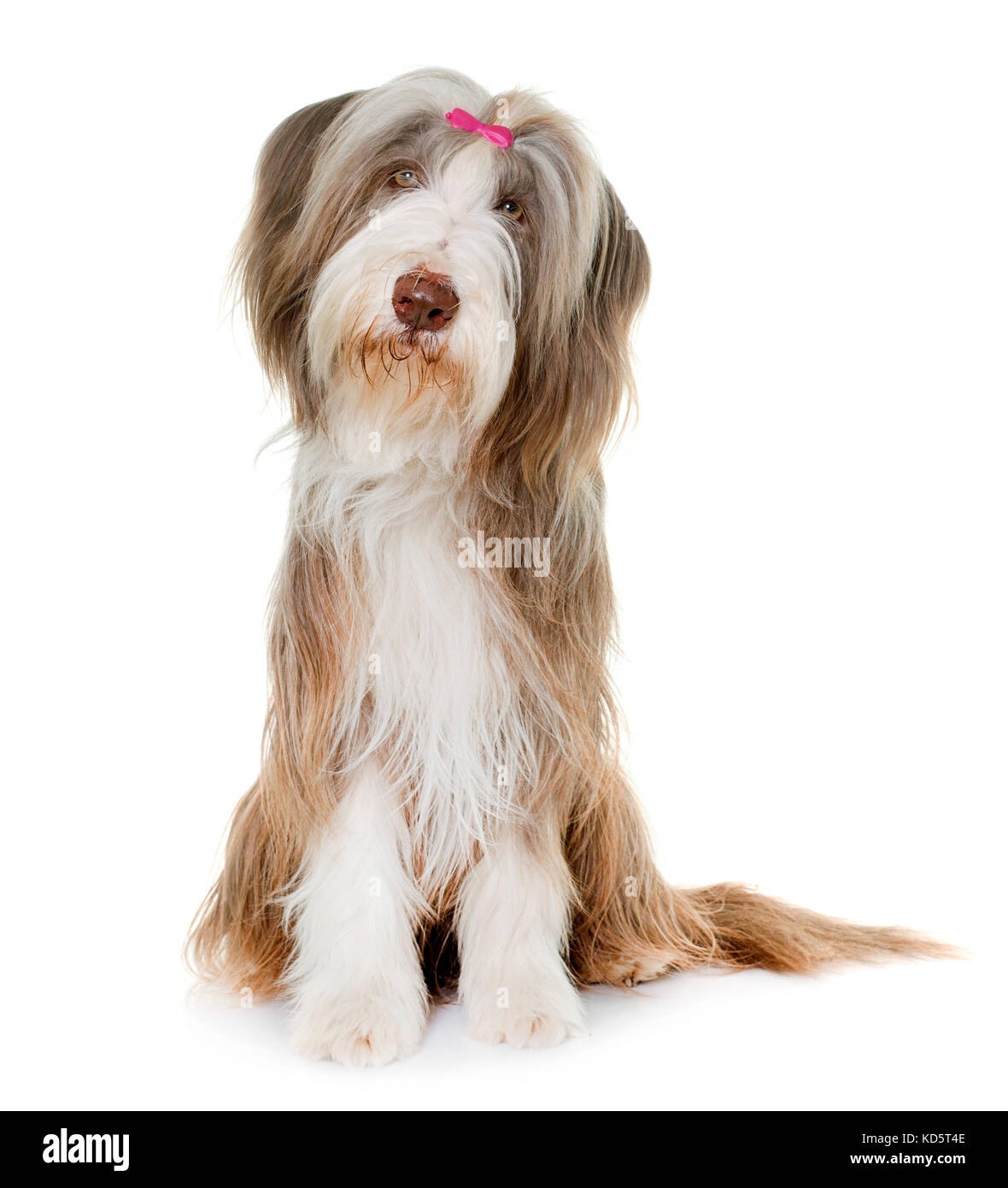 female bearded collie in front of white background Stock Photo - Alamy