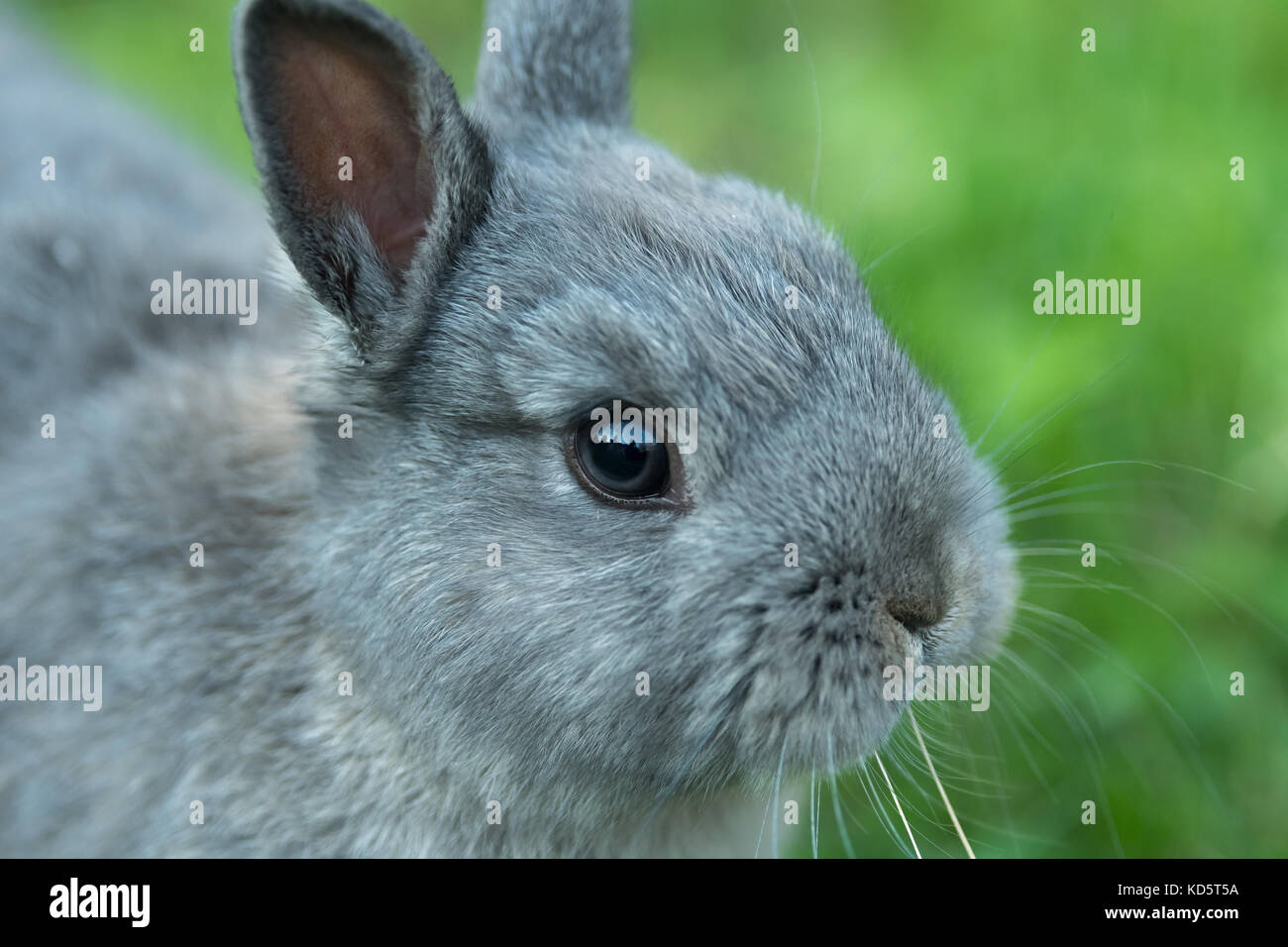 Short ears hi-res stock photography and images - Alamy