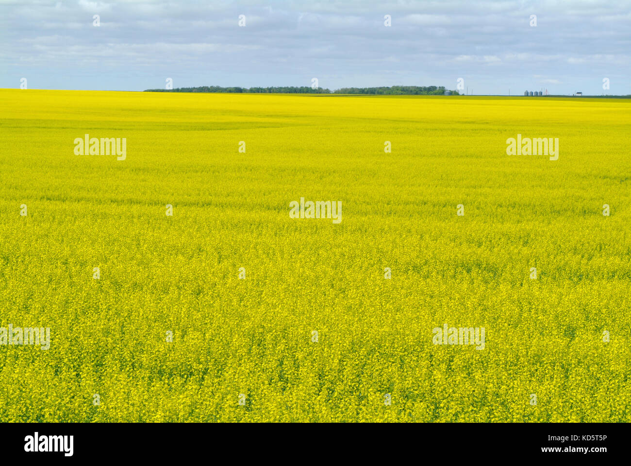 FIELD OF YELLOW FLOWERING CANOLA Stock Photo - Alamy