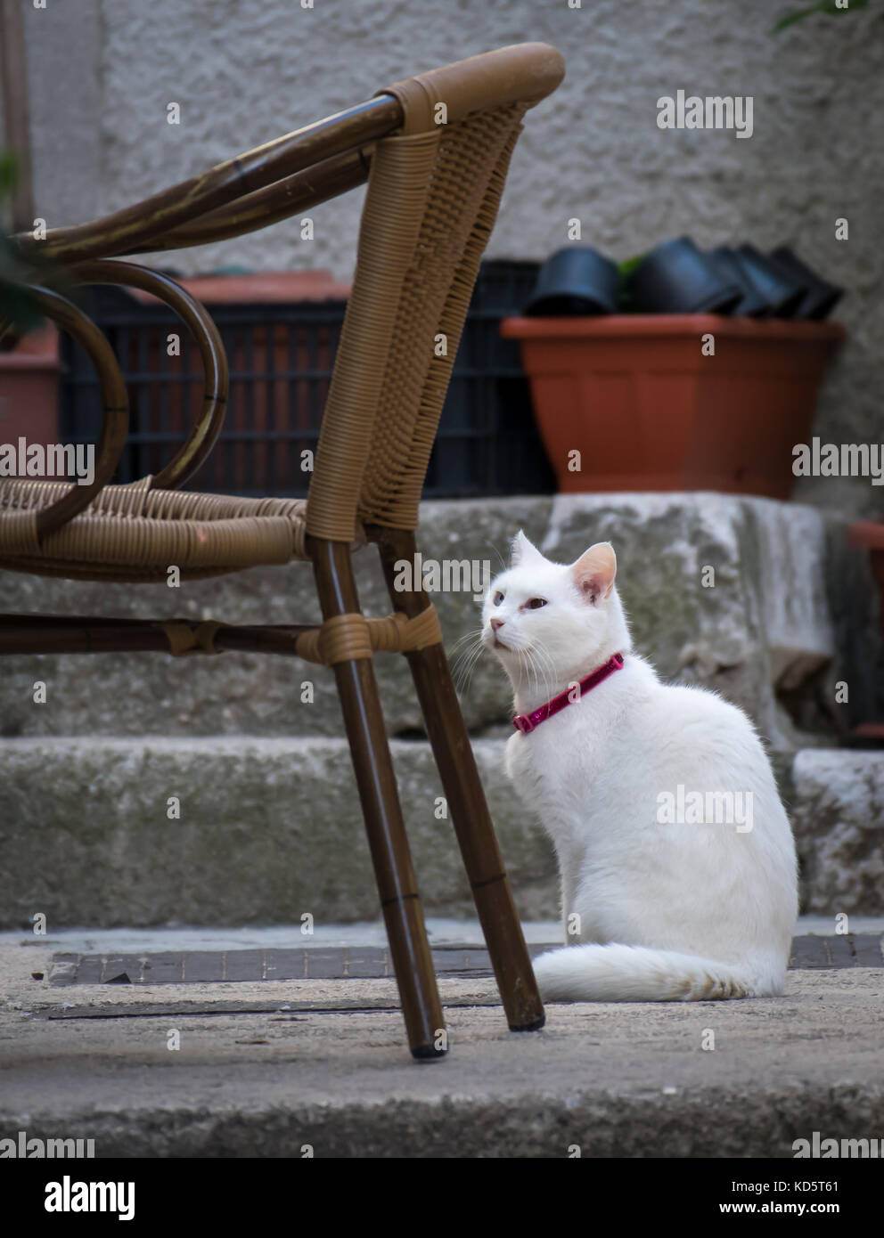 White cat sitting and waiting beside a chair Stock Photo - Alamy