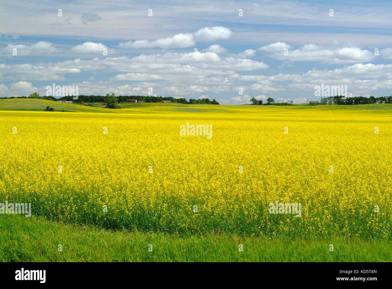 FIELD OF YELLOW FLOWERING CANOLA Stock Photo - Alamy