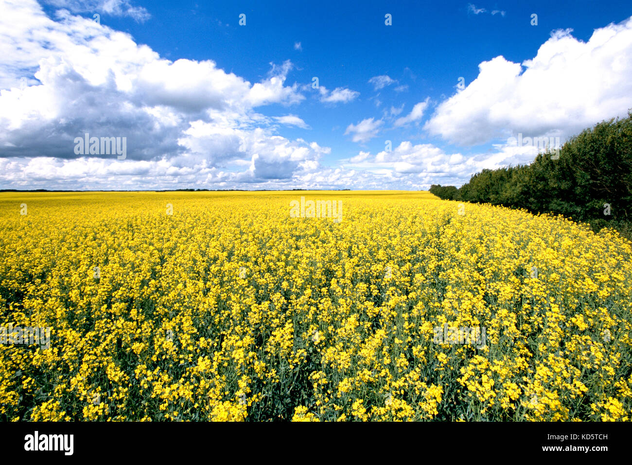 FIELD OF YELLOW FLOWERING CANOLA Stock Photo - Alamy