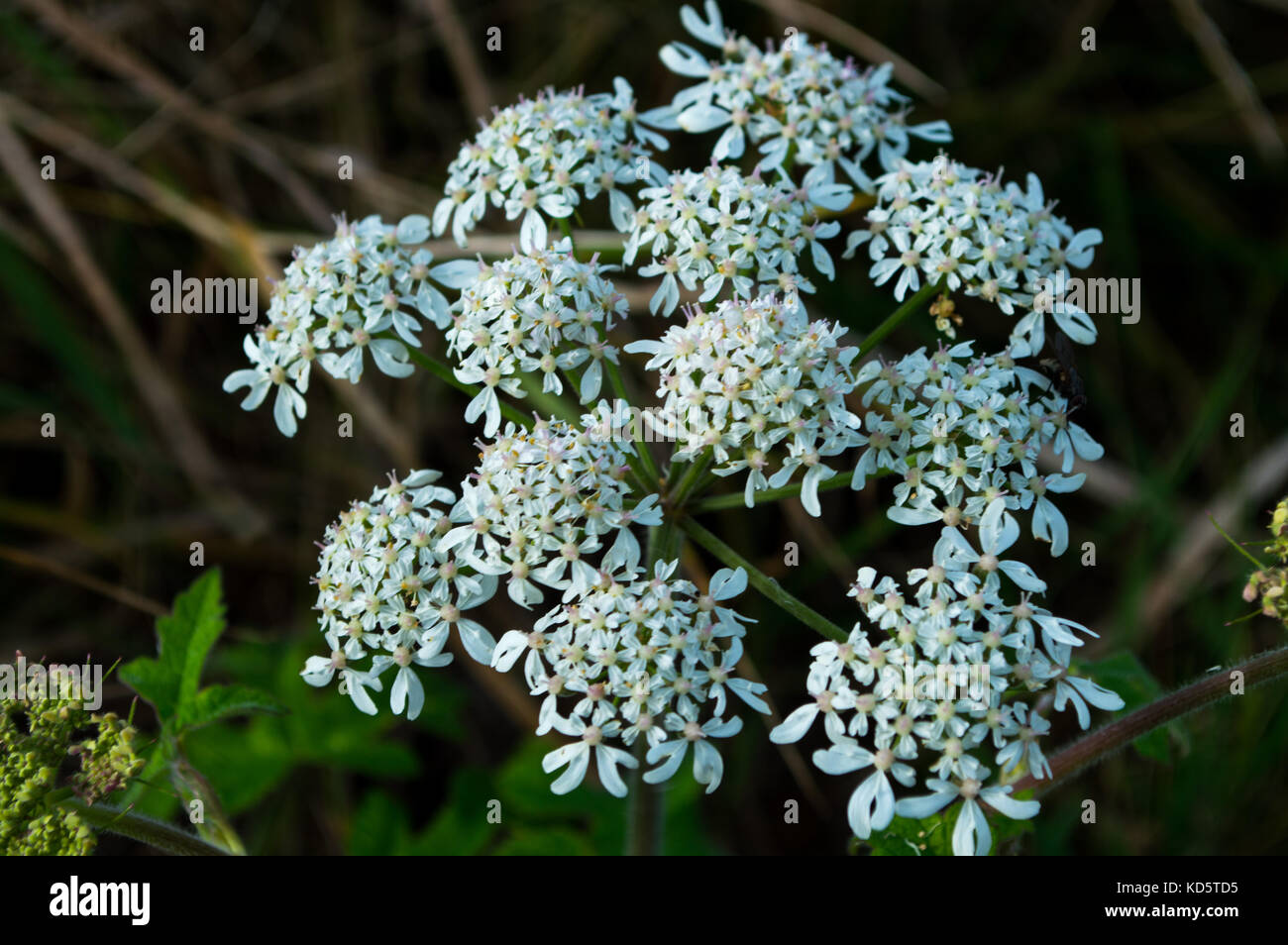 Macro British wild meadow Hemlock flower in full bloom with white and ...
