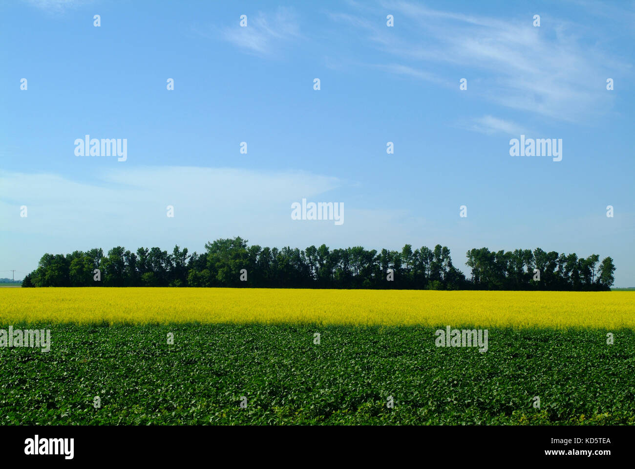 FIELD OF YELLOW FLOWERING CANOLA Stock Photo - Alamy