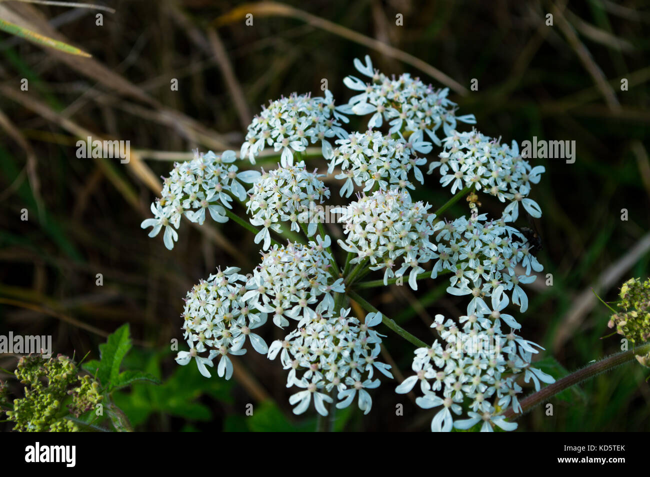 Hemlock flower hi-res stock photography and images - Alamy
