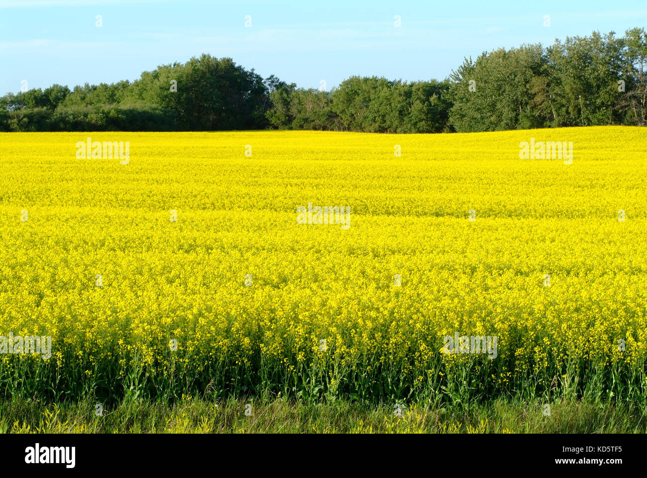 FIELD OF YELLOW FLOWERING CANOLA Stock Photo - Alamy