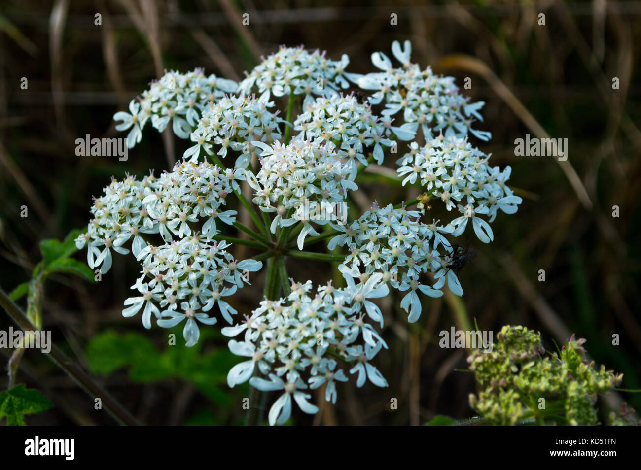Macro British wild meadow Hemlock flower in full bloom with white and ...
