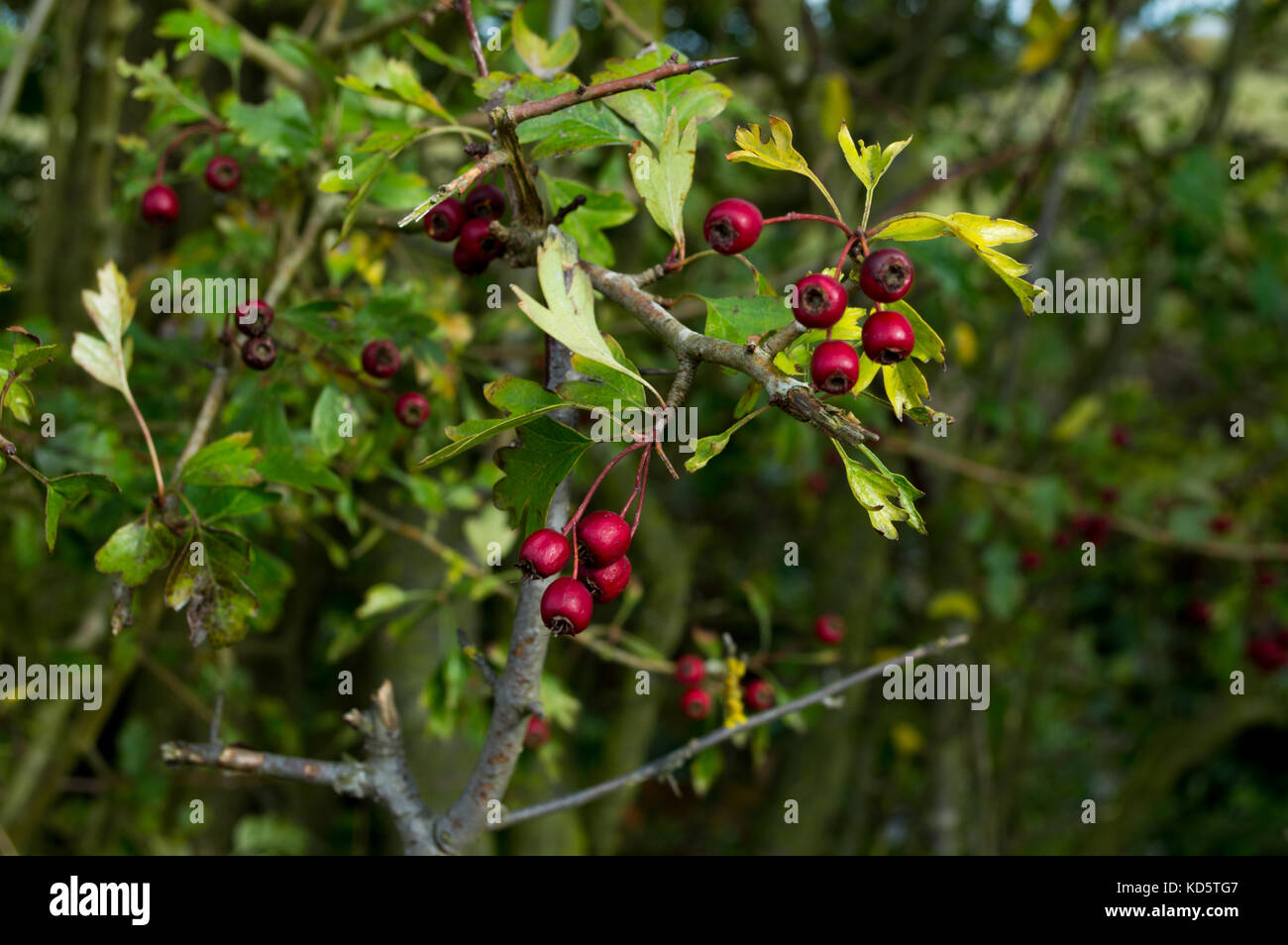 Rose haw berries hi-res stock photography and images - Alamy