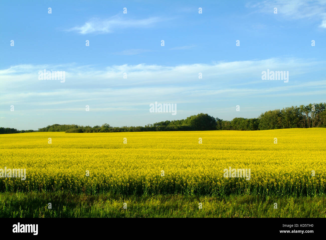 FIELD OF YELLOW FLOWERING CANOLA Stock Photo - Alamy