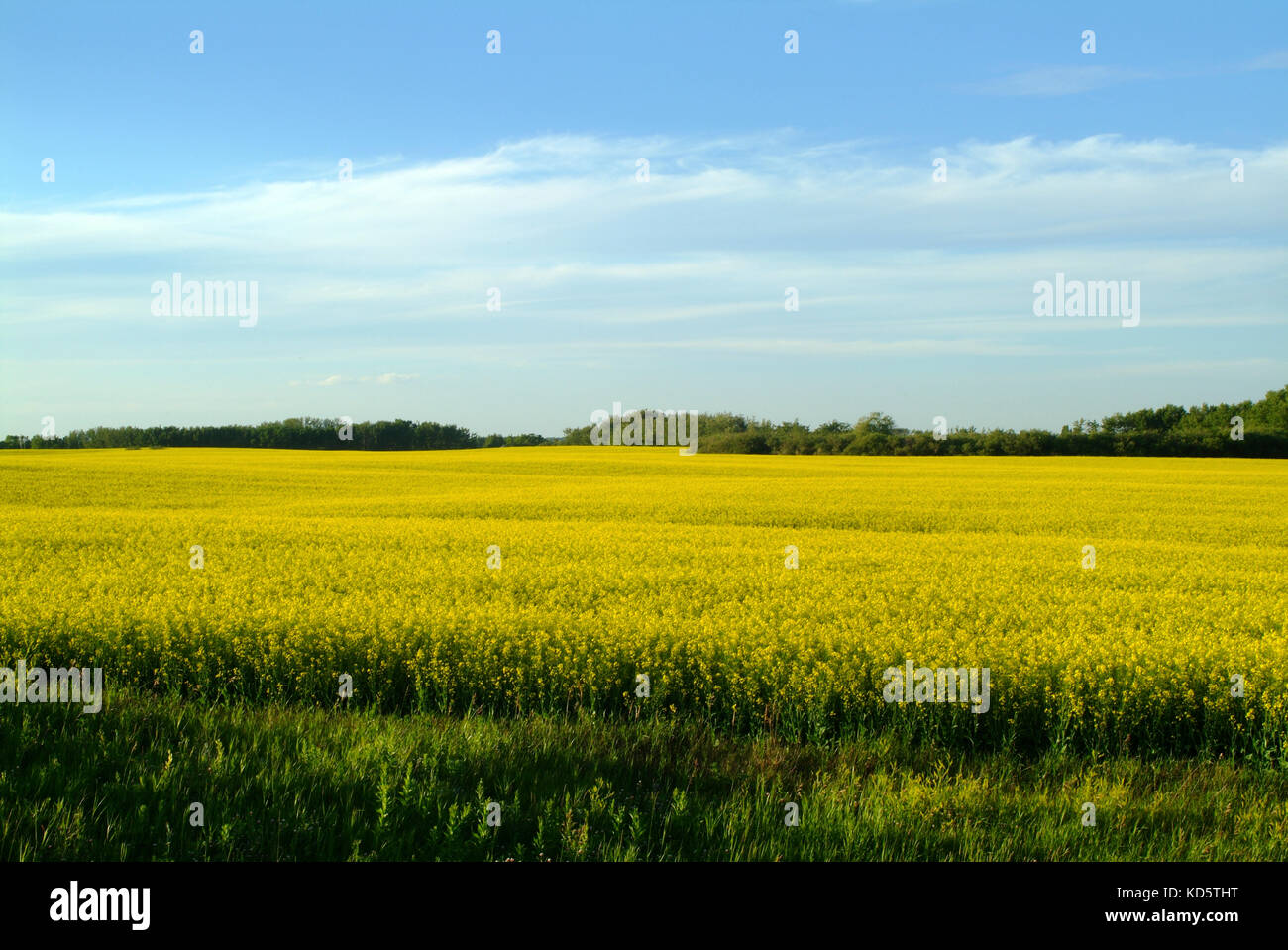 FIELD OF YELLOW FLOWERING CANOLA Stock Photo - Alamy