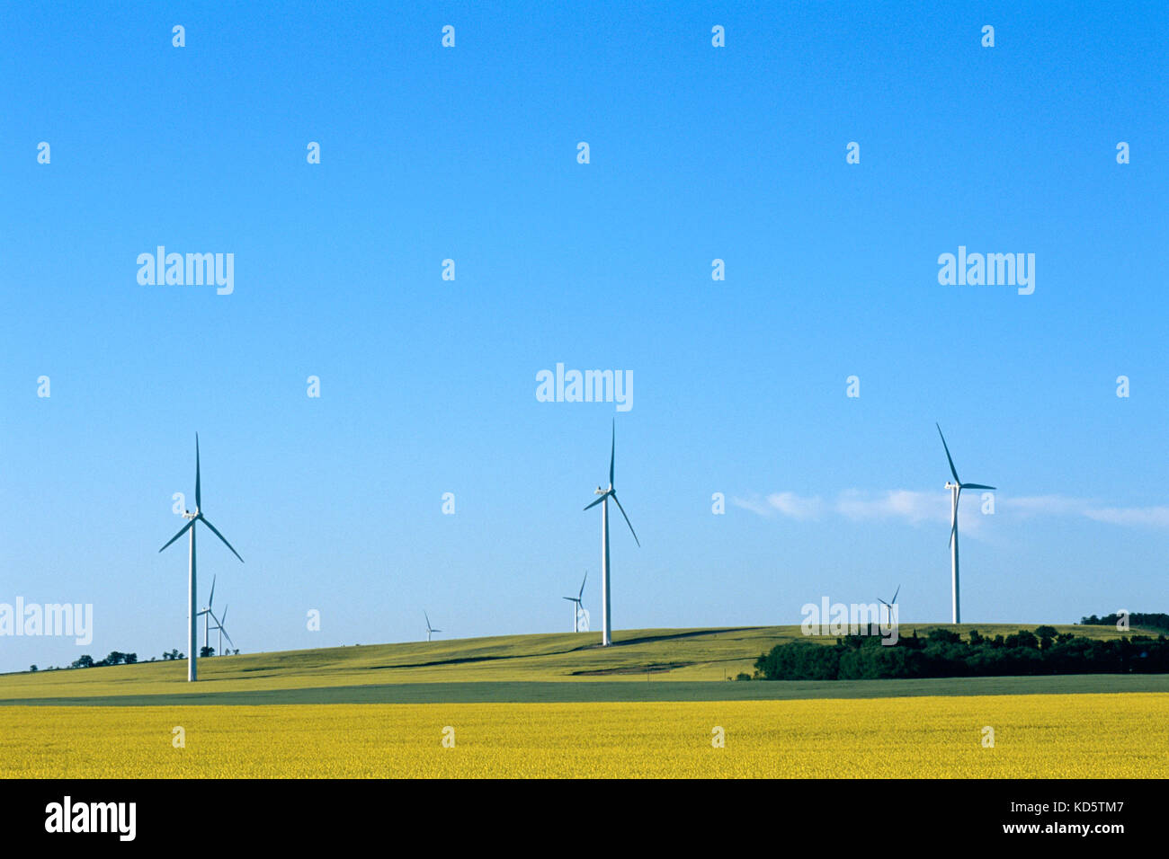 YELLOW FLOWERING CANOLA FIELDS ON WIND FARM Stock Photo - Alamy