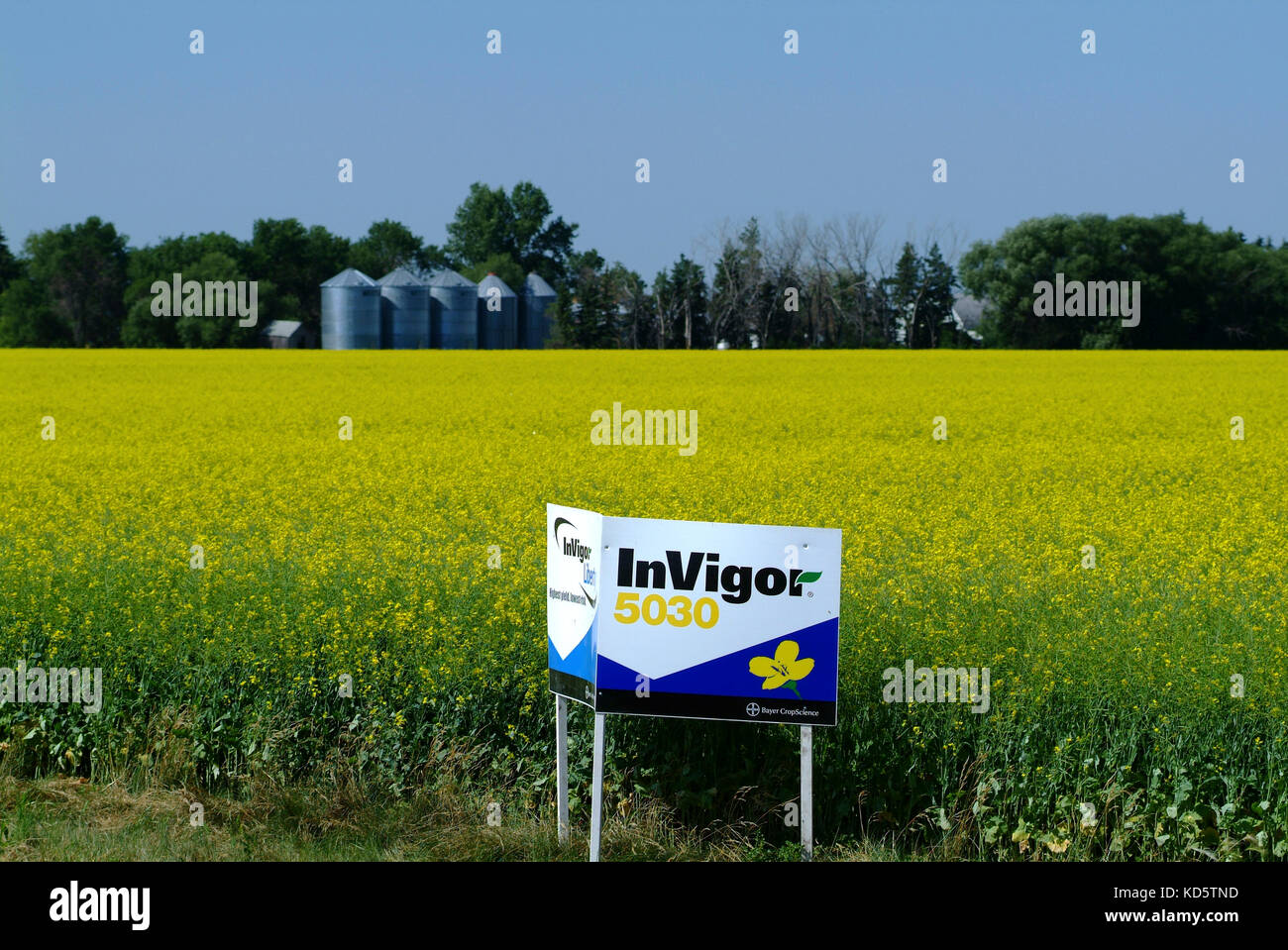 INVIGOR SIGN ALONG YELLOW FLOWERING CANOLA FIELD Stock Photo - Alamy