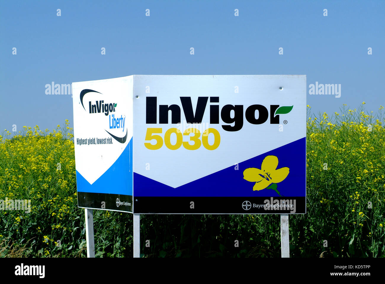 INVIGOR SIGN ALONG YELLOW FLOWERING CANOLA FIELD Stock Photo - Alamy
