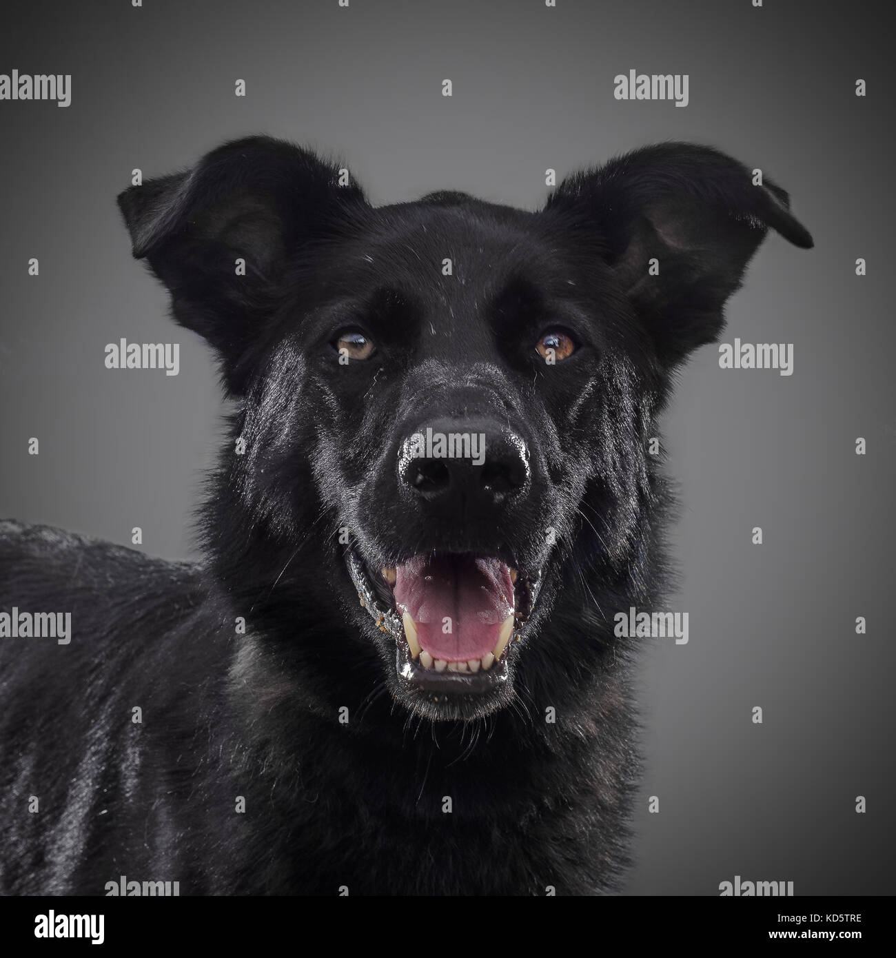 Cute smiling black dog a symbol of 2018 Stock Photo - Alamy