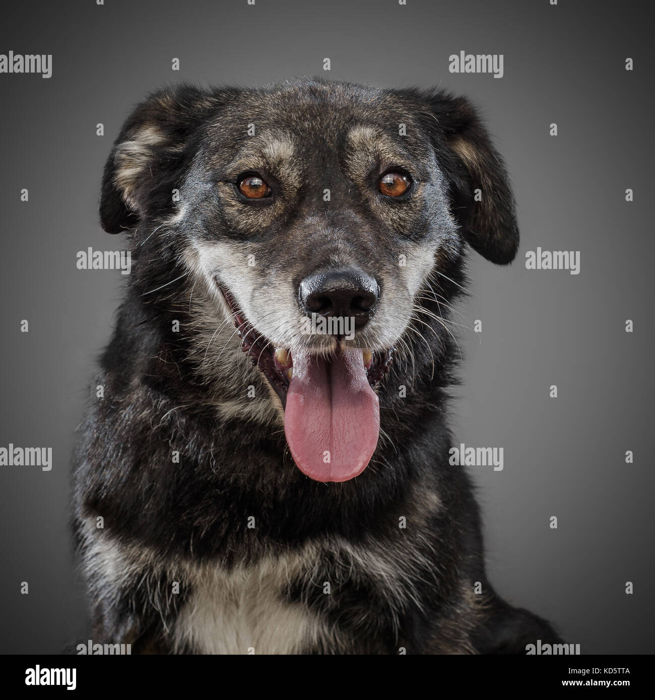 Cute smiling black dog a symbol of 2018 Stock Photo - Alamy