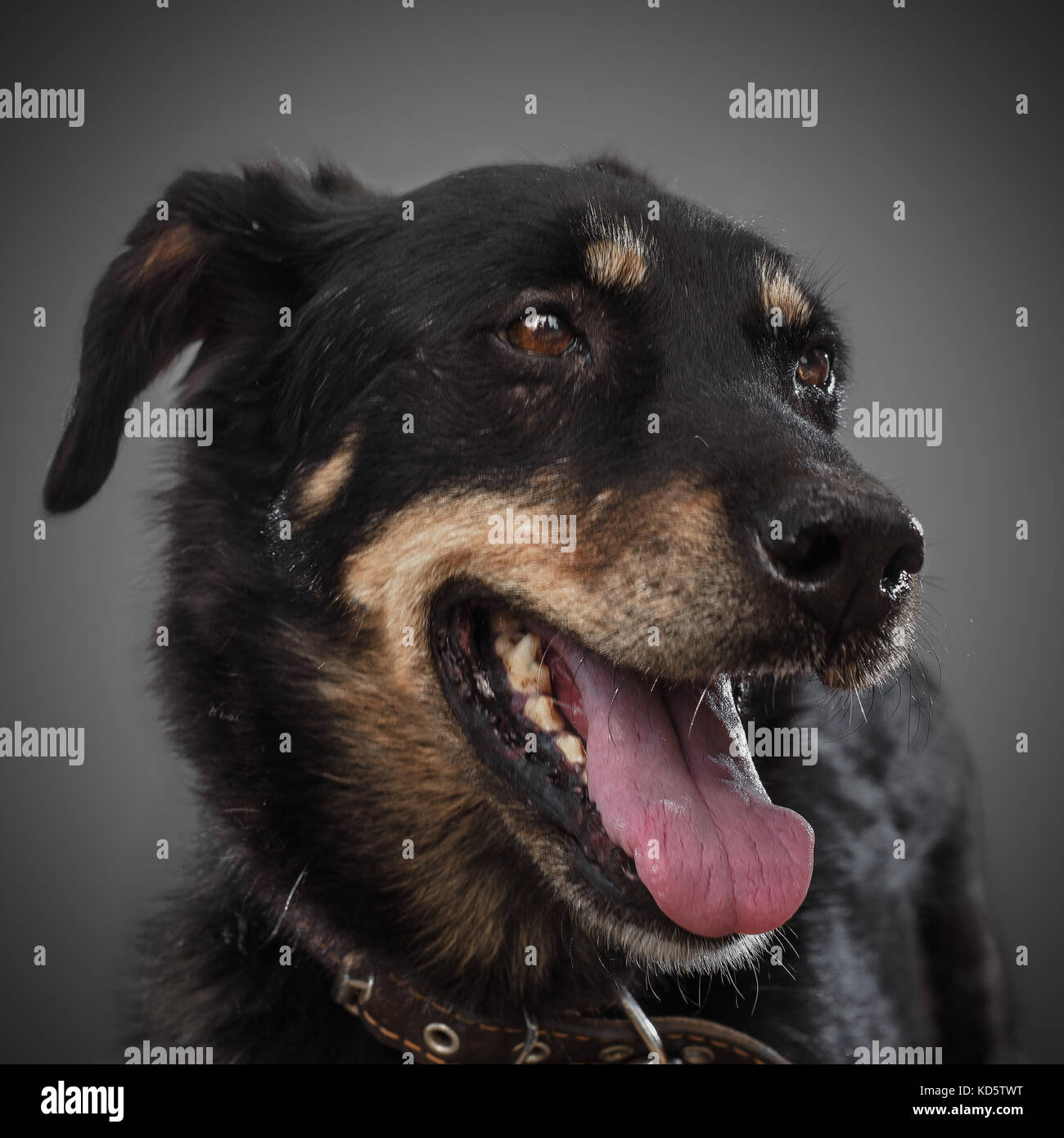 Cute smiling black dog a symbol of 2018 Stock Photo - Alamy