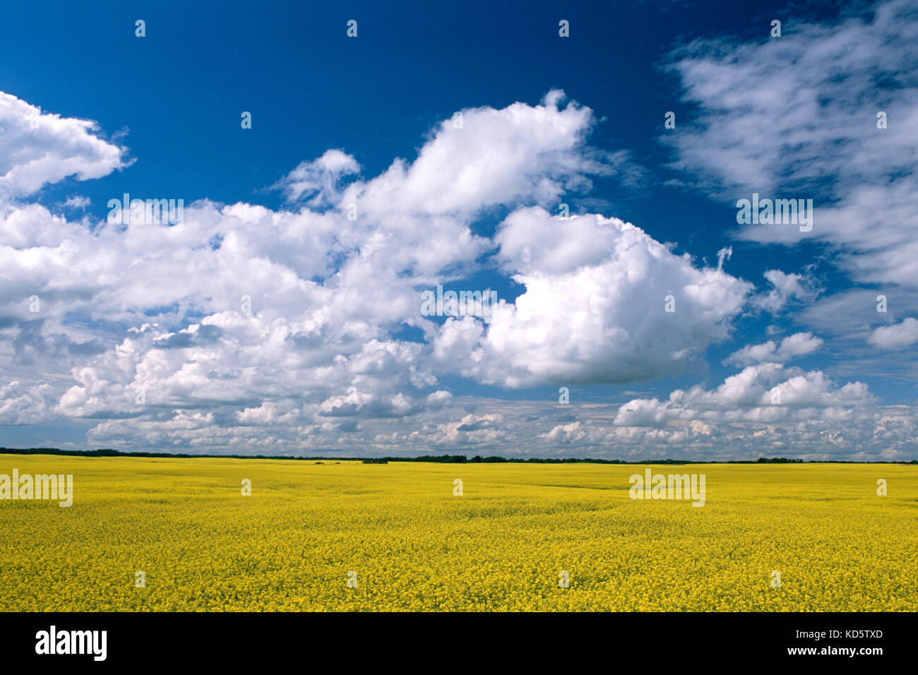 FIELD OF YELLOW FLOWERING CANOLA Stock Photo - Alamy