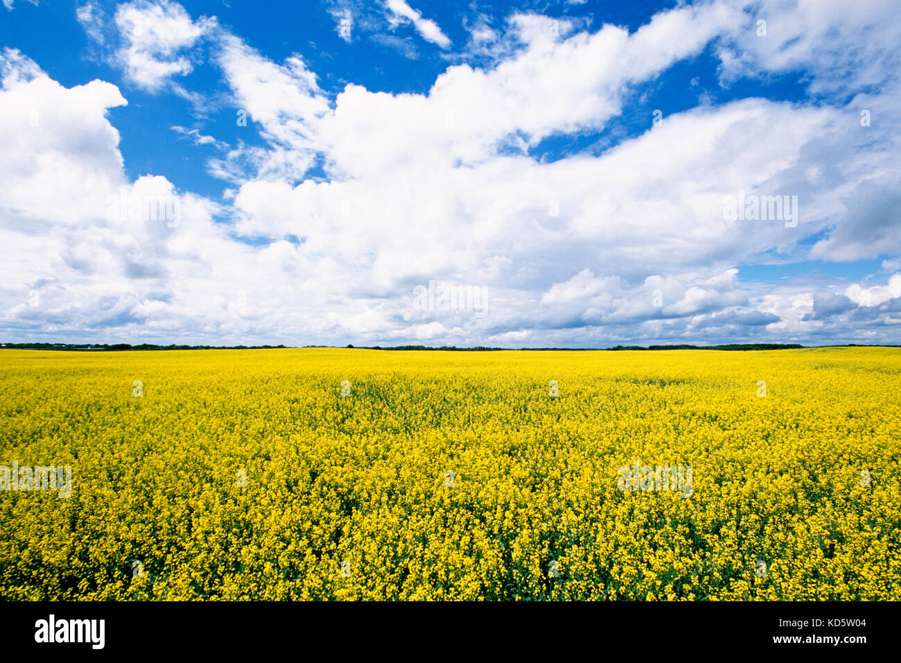 FIELD OF YELLOW FLOWERING CANOLA Stock Photo - Alamy