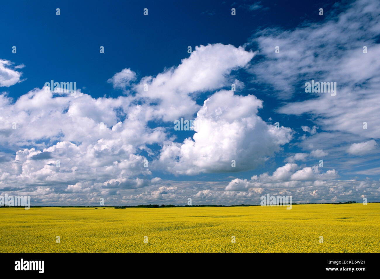 FIELD OF YELLOW FLOWERING CANOLA Stock Photo - Alamy
