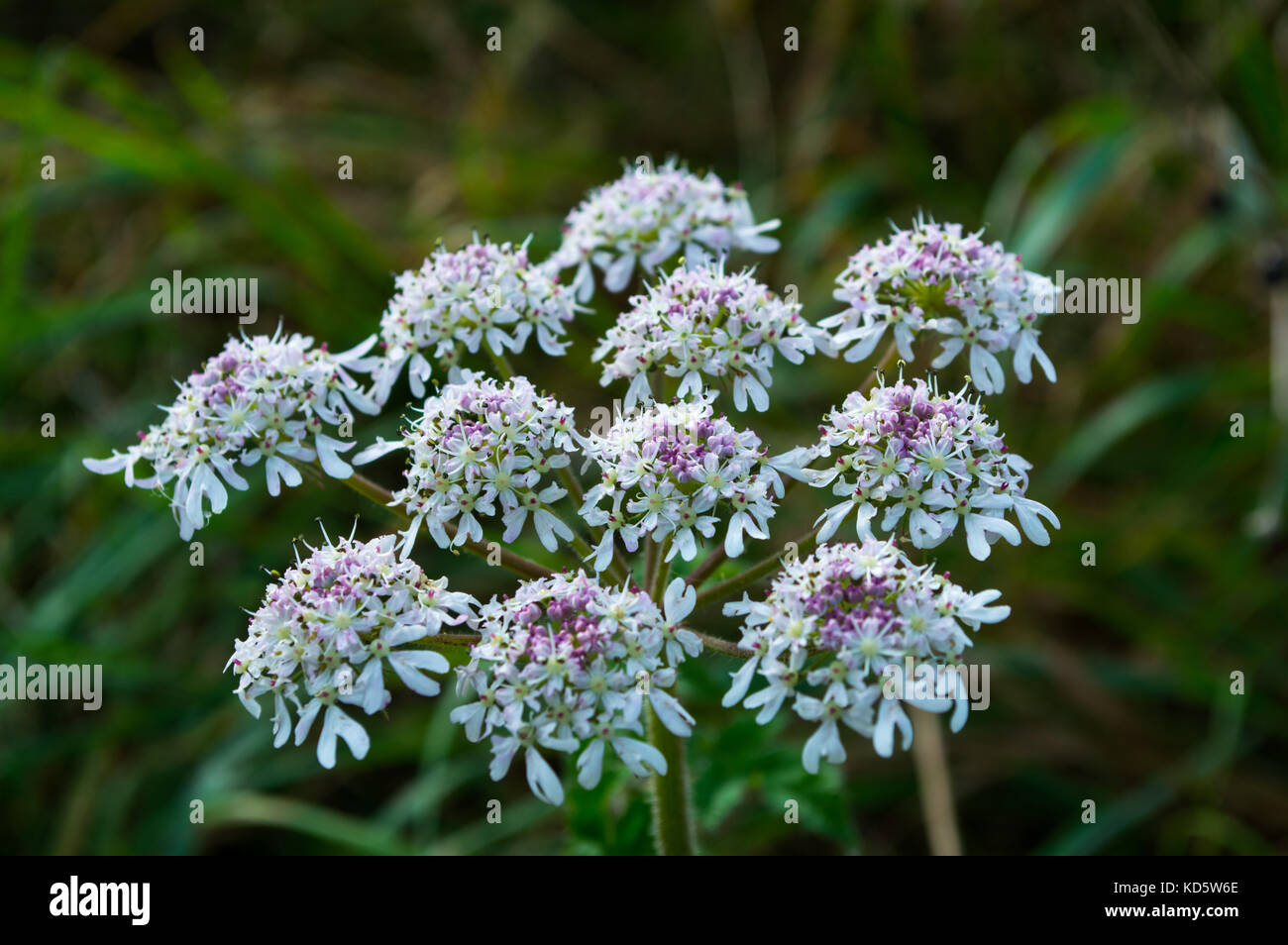 Macro British wild meadow Hemlock flower in full bloom with white and ...