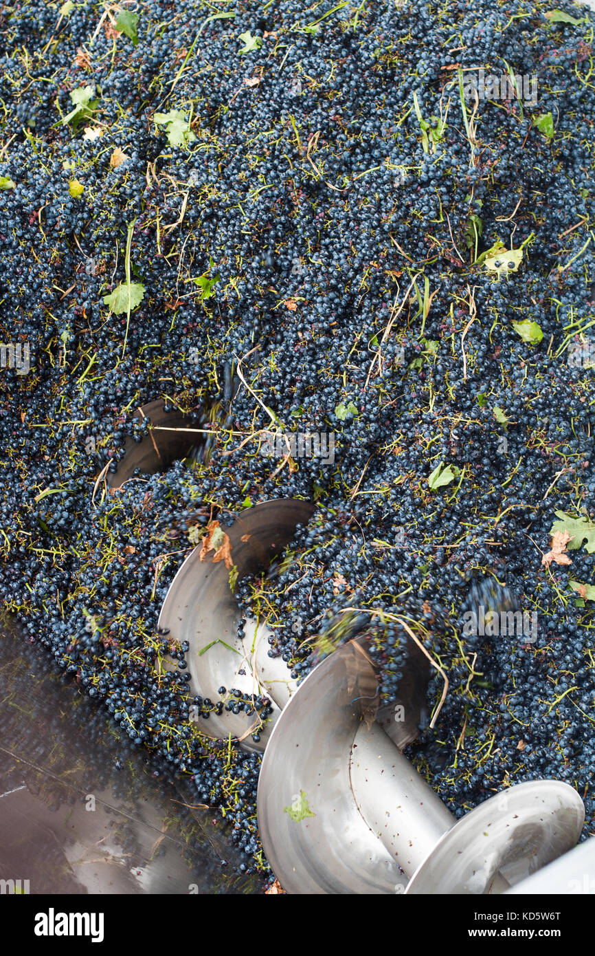 top view of grape processing metal machine squeezing cabernet sauvignon ...