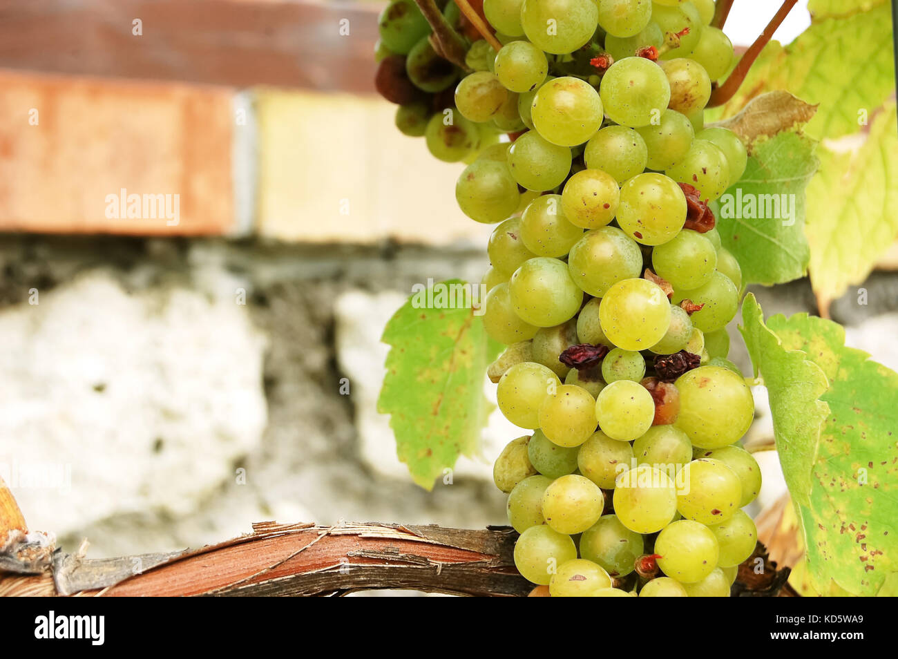 Tokaj wine region hi-res stock photography and images - Alamy