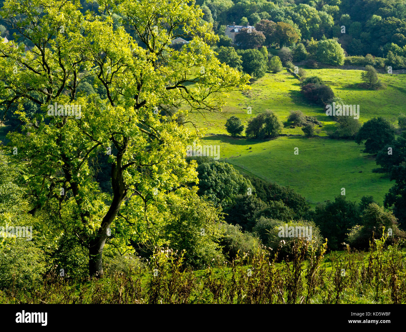 Tree on hillside at Matlock Bath in the Derbyshire Peak District ...