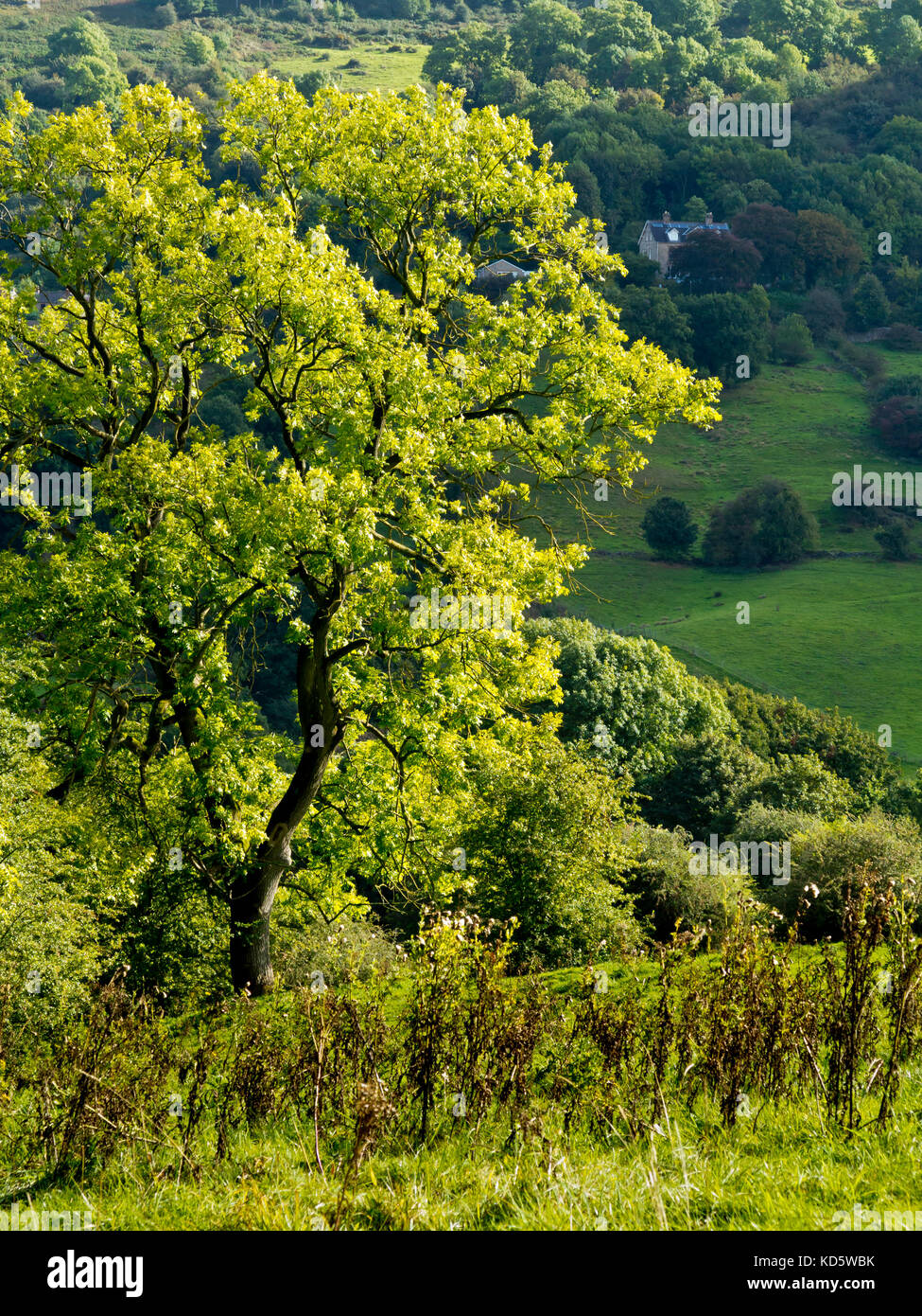 Tree on hillside at Matlock Bath in the Derbyshire Peak District ...