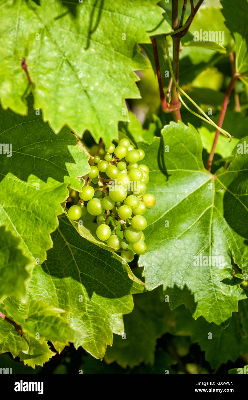 Vineyard grapes grapevines growing vines green hi-res stock photography ...